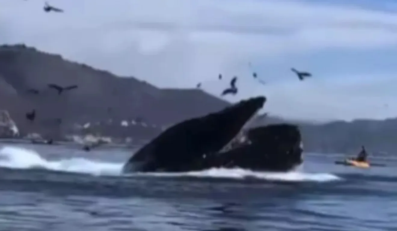 Baleia-jubarte engole dois homens em caiaque; veja o vídeo