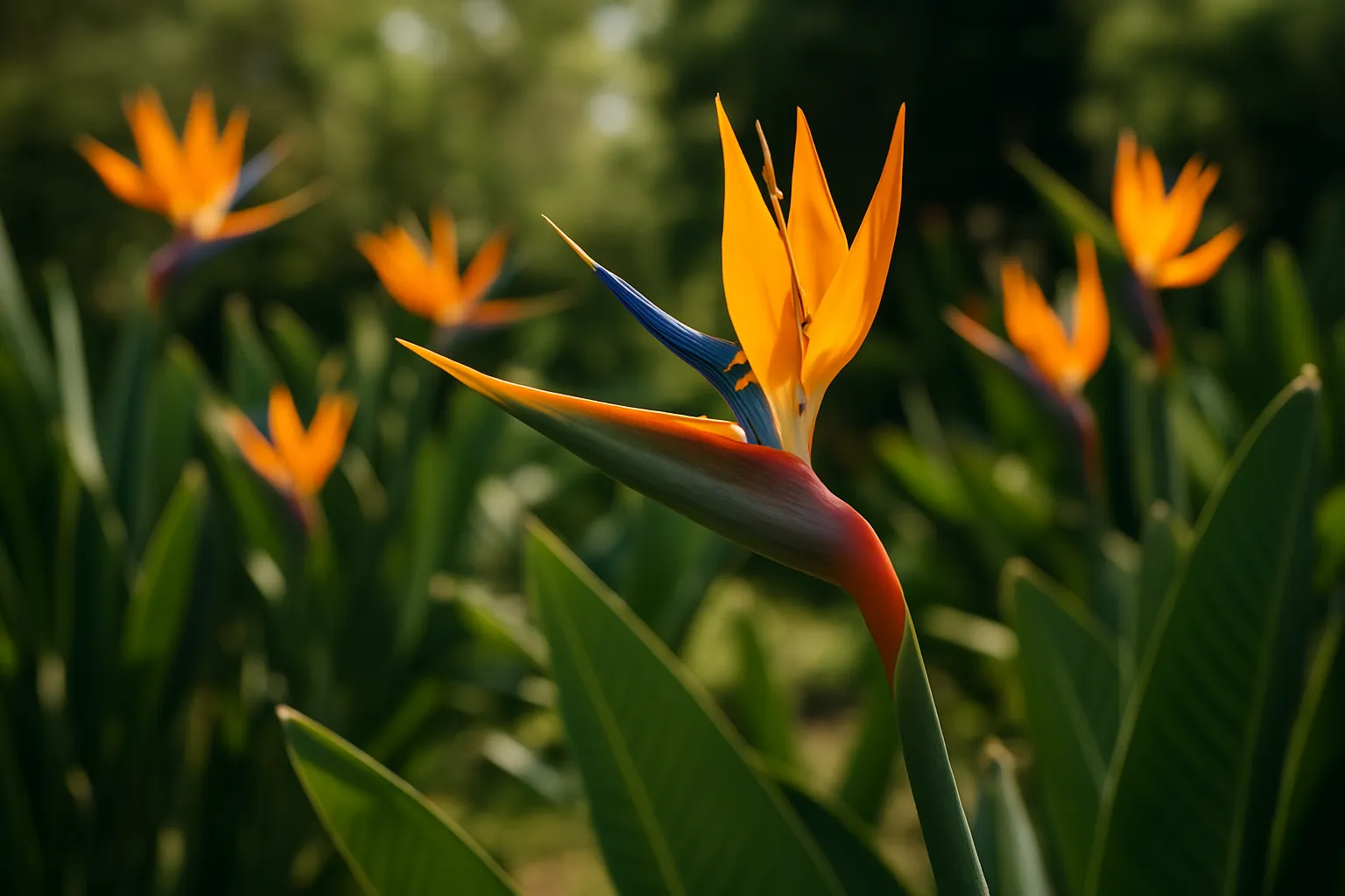 Strelitzia reginae: 7 curiosidades da plantaque parece um pássaro - Ric ...