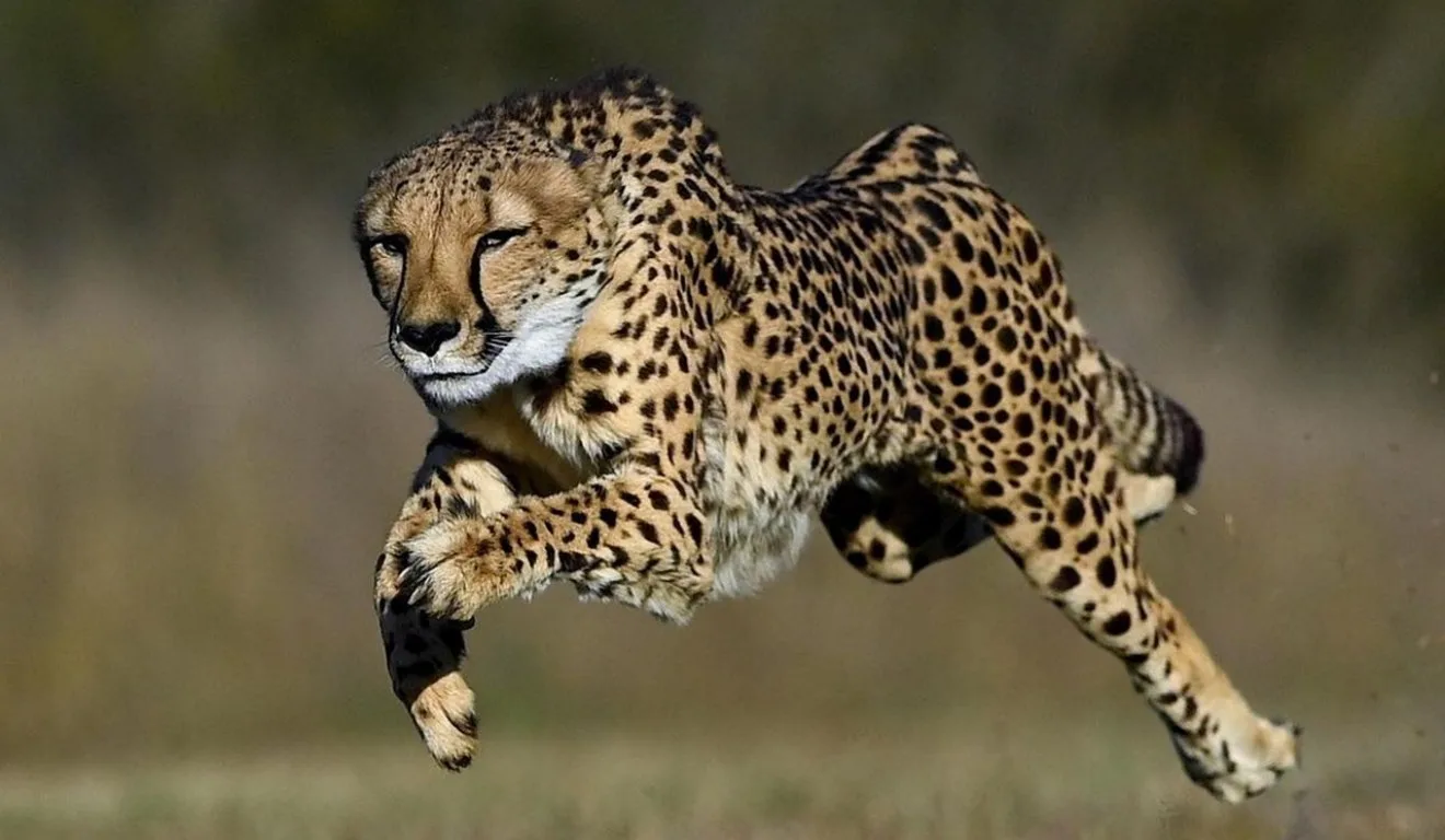 Veja qual é o animal mais rápido do mundo: terra, água e ar